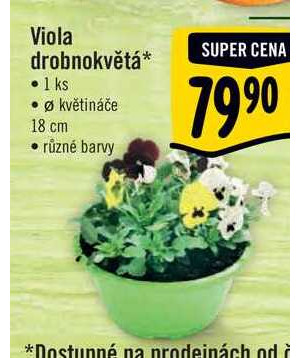 Viola drobnokvětá v akci za 79,90 Kč | AkcniCeny.cz